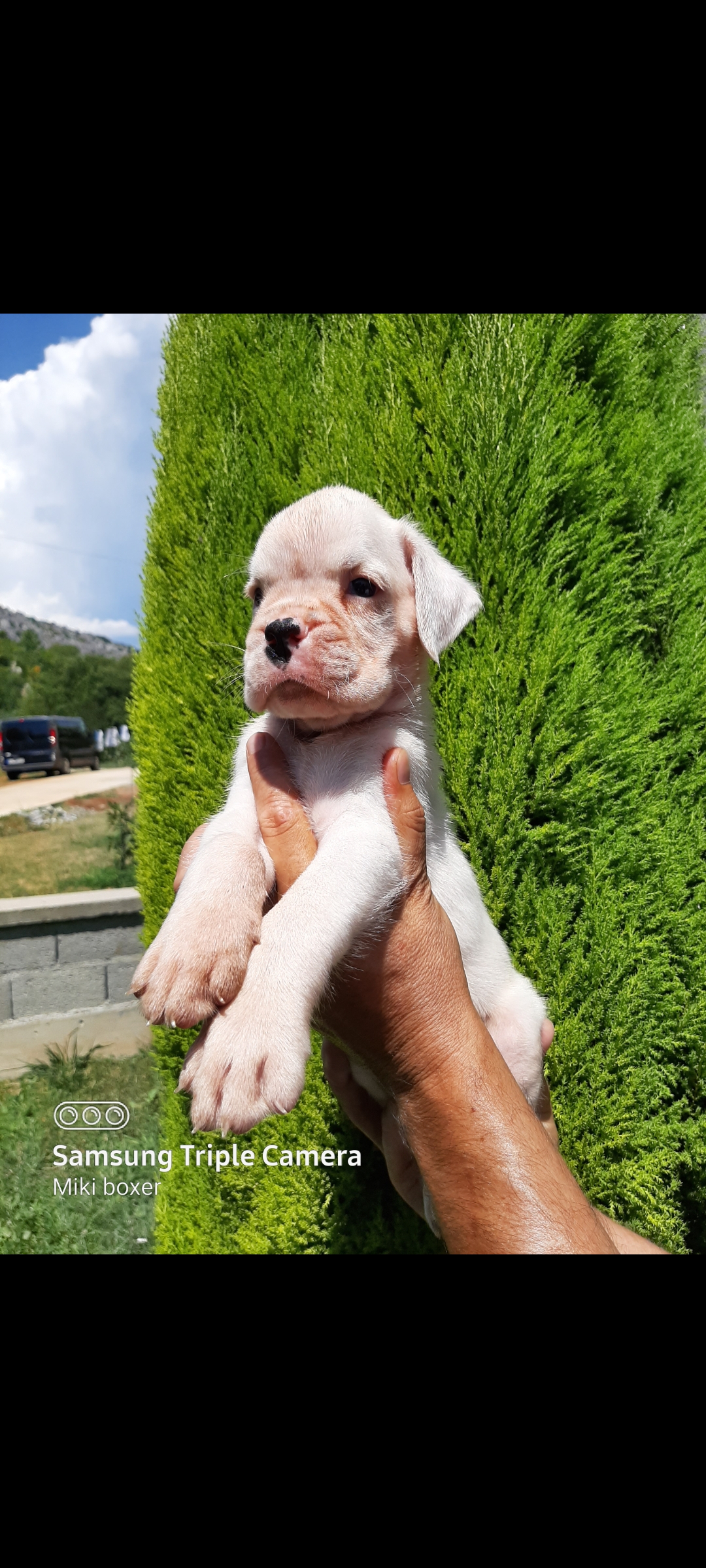 Deutscher boxer – Dogs Jelena Dog Shows