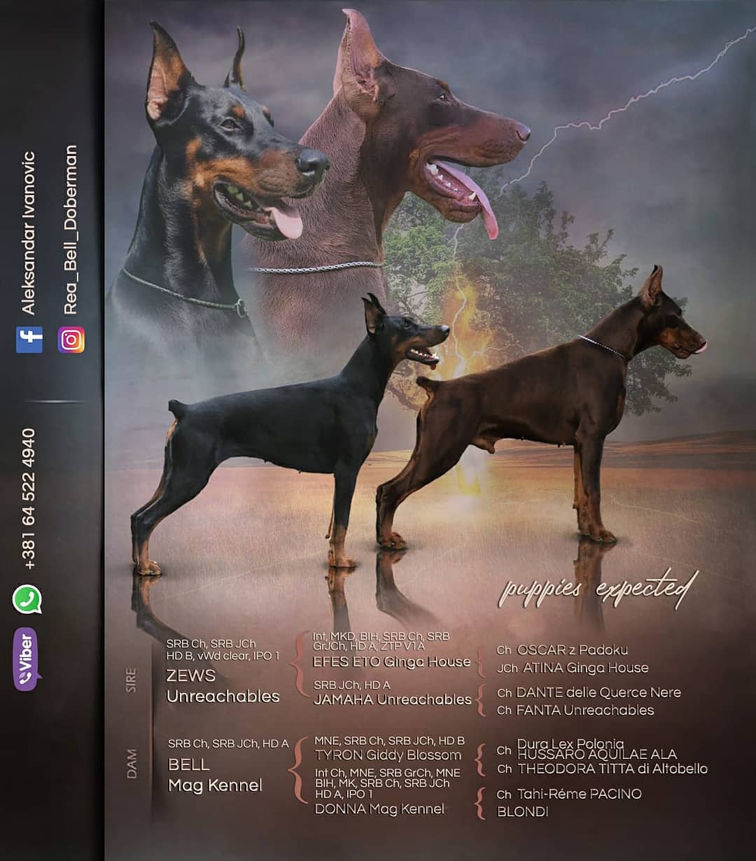 EXPECTING PUPPIES-Dobermann – Dogs Jelena Dog Shows