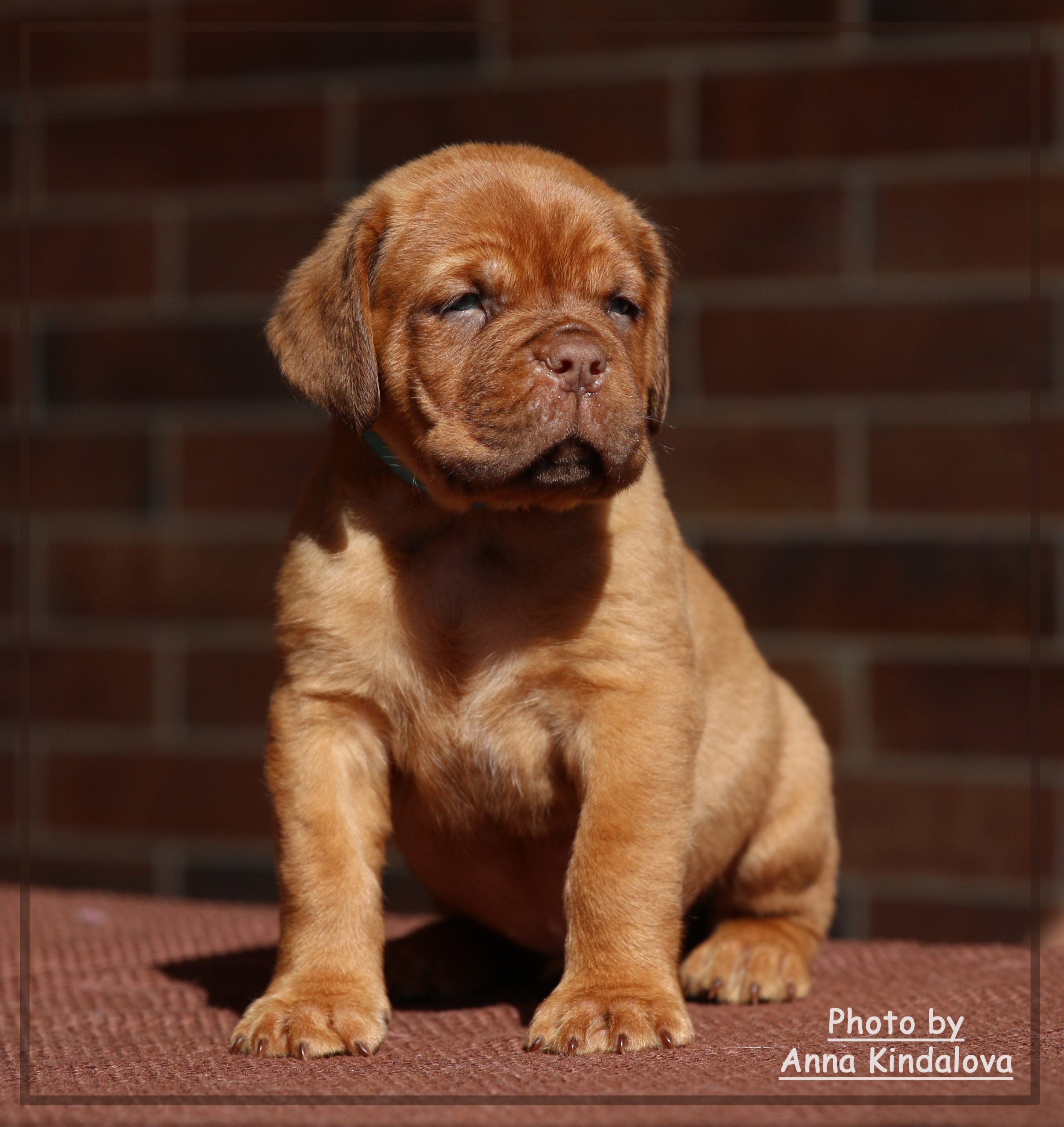 Male Dogue de Bordeaux – Dogs Jelena Dog Shows