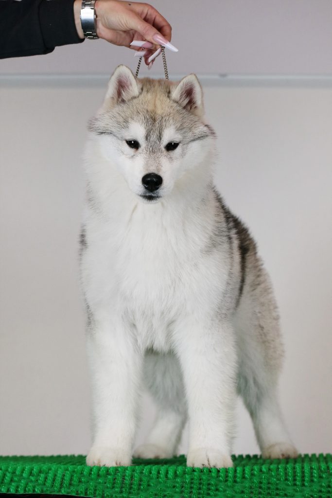Promising puppies of the Siberian Husky breed for the show. – Dogs ...