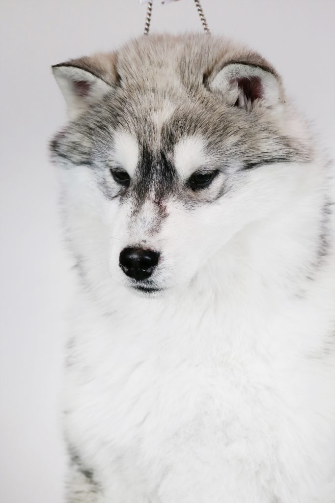 Promising puppies of the Siberian Husky breed for the show. – Dogs ...