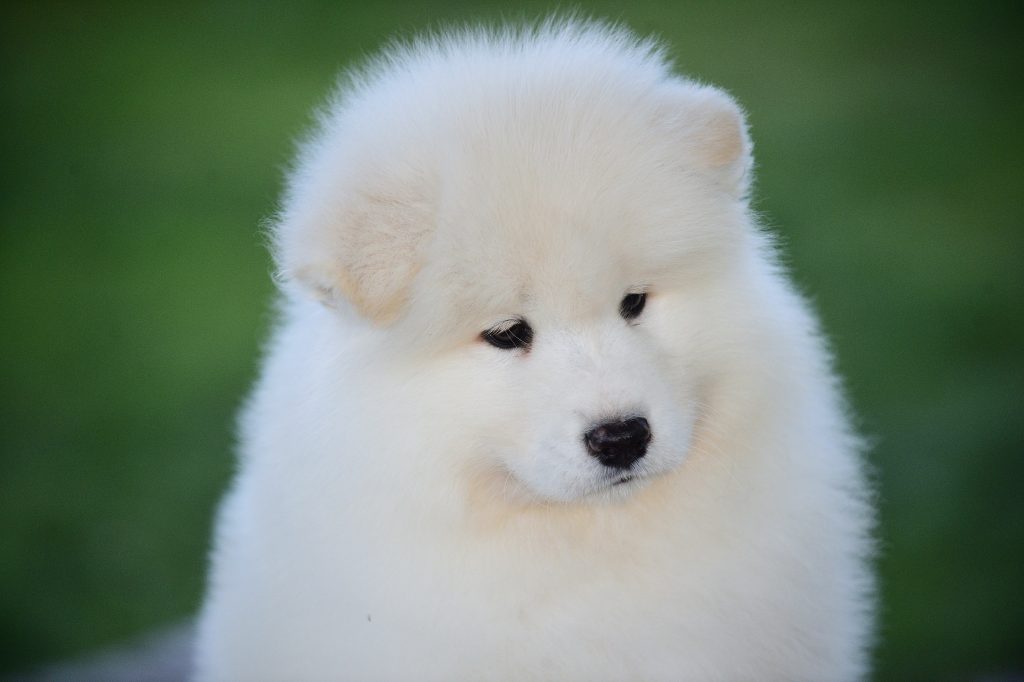 Samoyed puppies from Adorable Smile kennel – Dogs Jelena Dog Shows