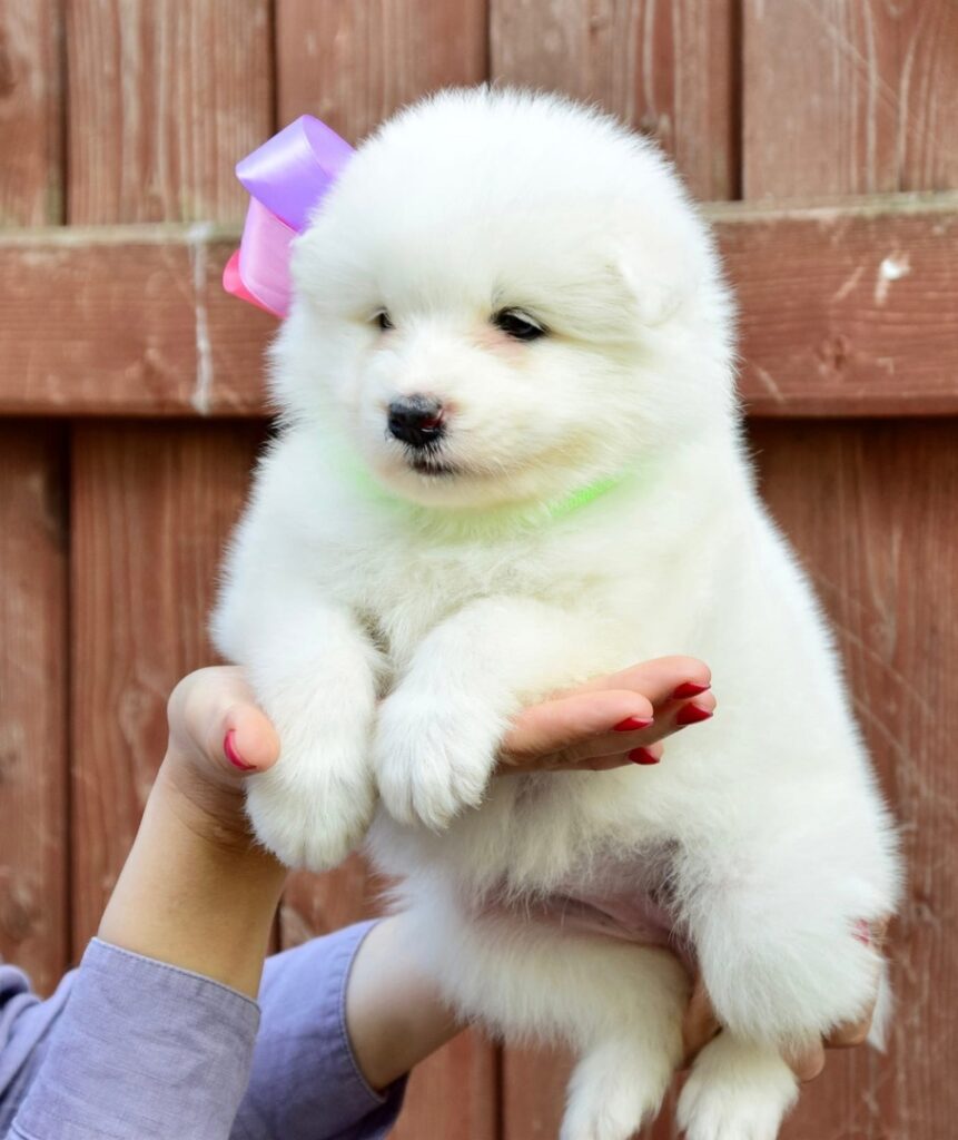 Samoyed Puppies – Dogs Jelena Dog Shows