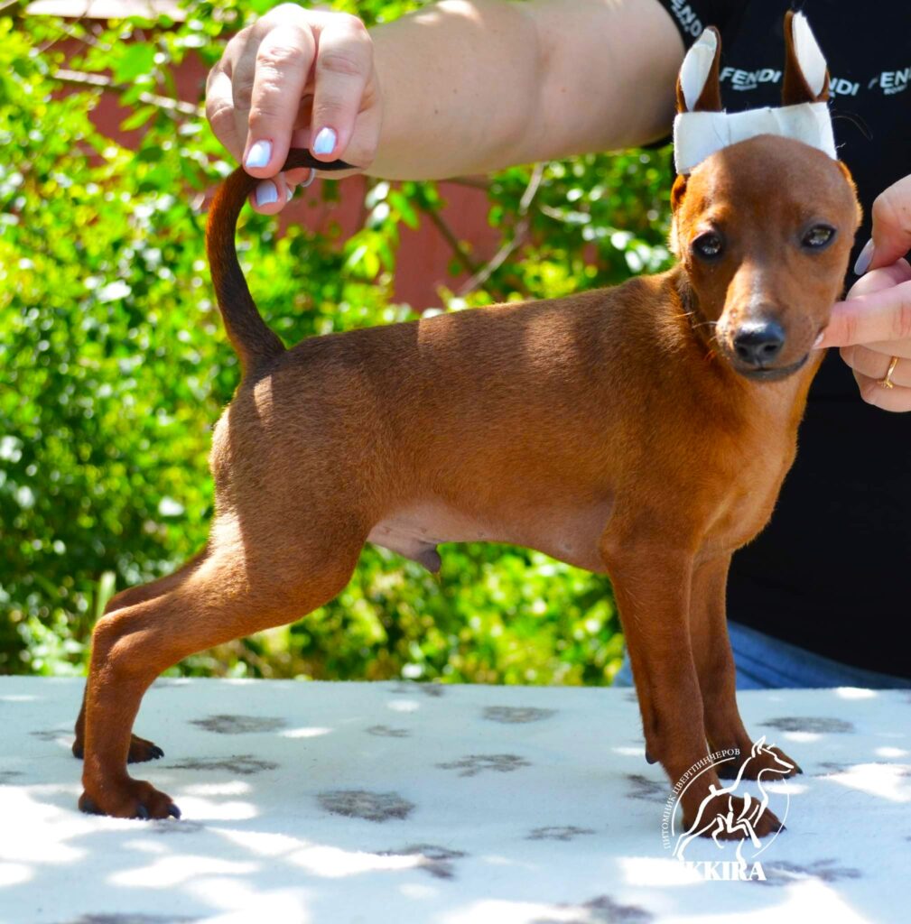 MINIATURE PINSCHER (ZWERGPINSCHER) Puppies – Dogs Jelena Dog Shows