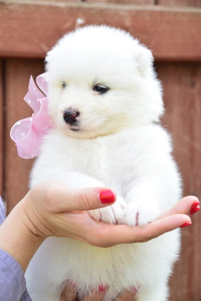 Samoyed Puppies – Dogs Jelena Dog Shows