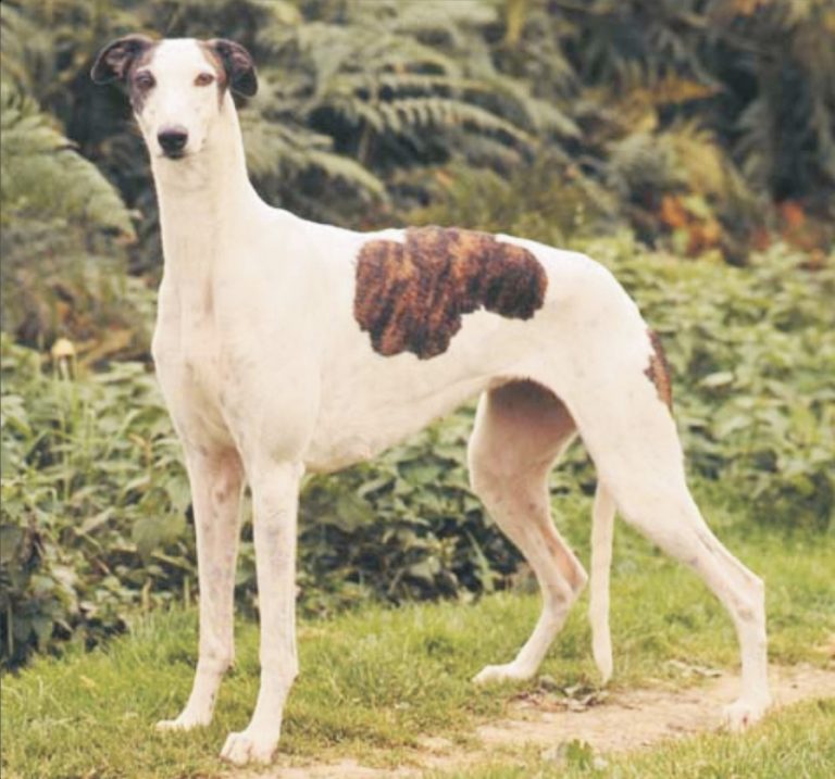 Greyhound | Breed Information – Dogs Jelena Dog Shows