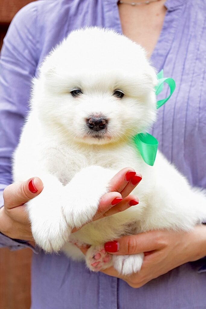 Samoyed Puppies – Dogs Jelena Dog Shows