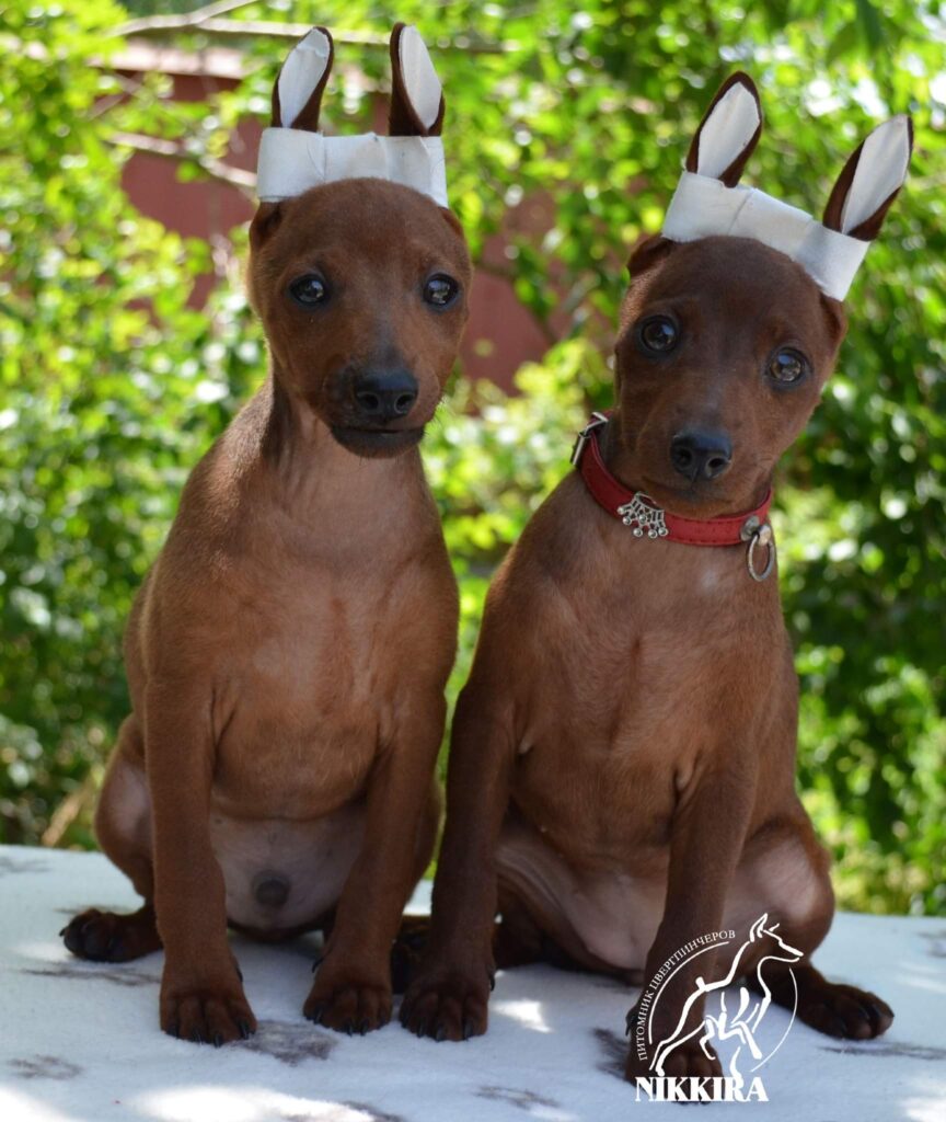 MINIATURE PINSCHER (ZWERGPINSCHER) Puppies – Dogs Jelena Dog Shows