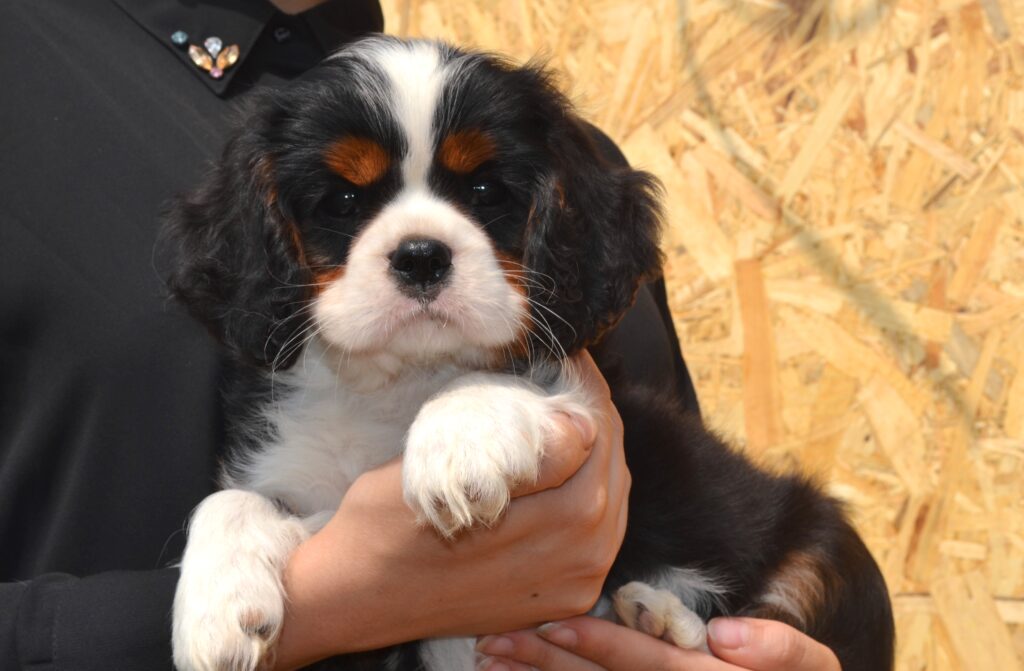 Lovely males Cavalier King Charles Spaniel For show – Dogs Jelena Dog Shows