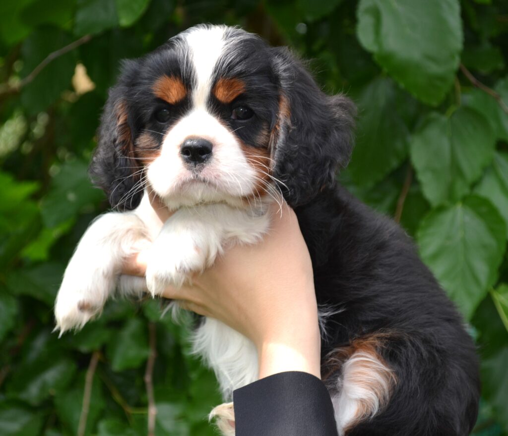 Lovely males Cavalier King Charles Spaniel For show – Dogs Jelena Dog Shows