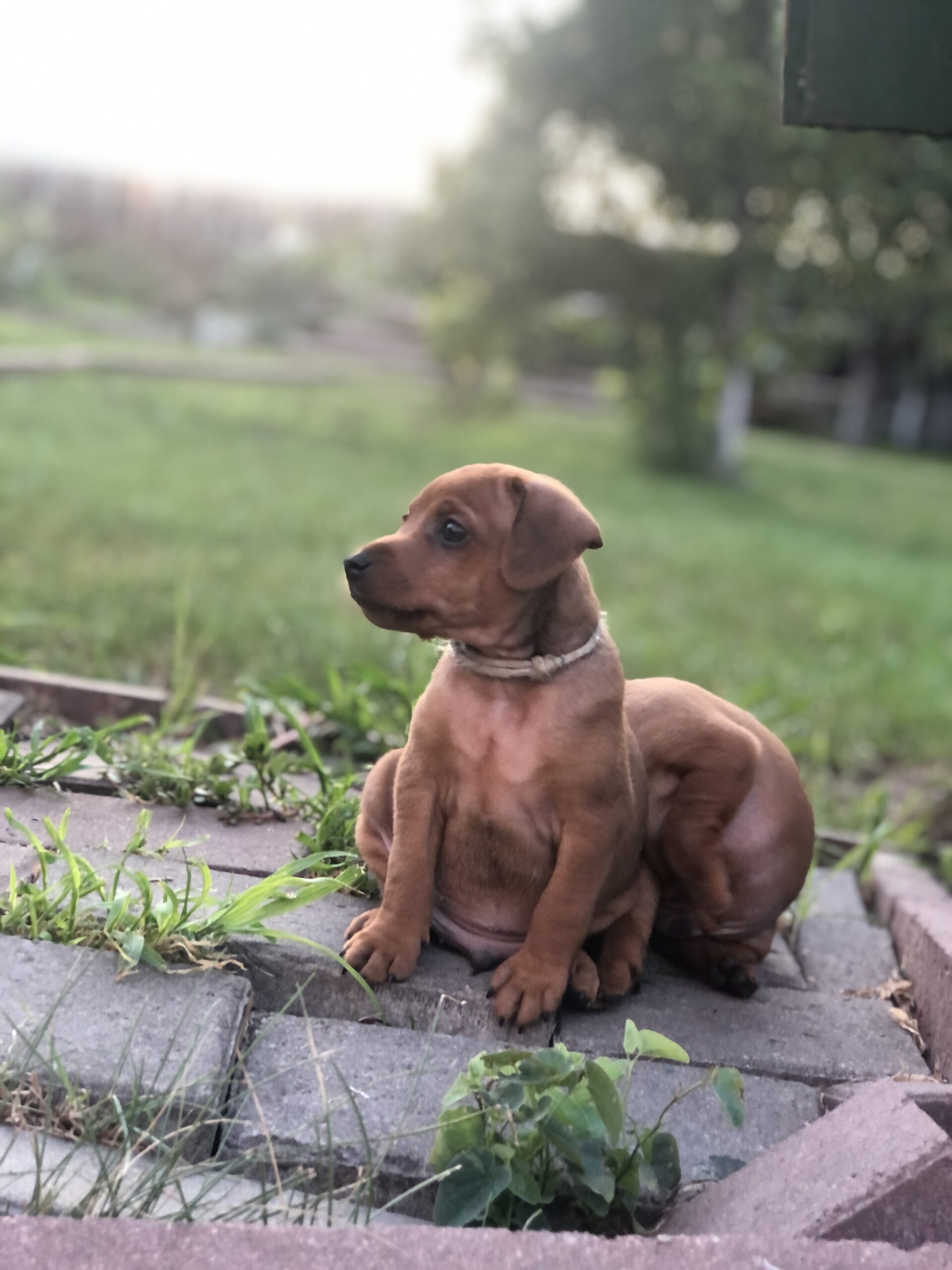 Zwergpinscher Miniature Pinscher – Dogs Jelena Dog Shows