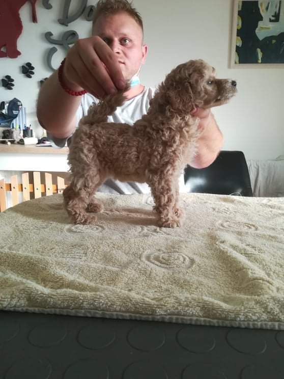Dwarf Poodle Puppy for Sale – Dogs Jelena Dog Shows