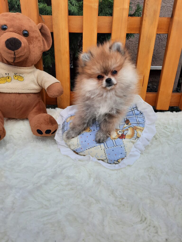 Sale of Pomeranian spitz Boo – Dogs Jelena Dog Shows