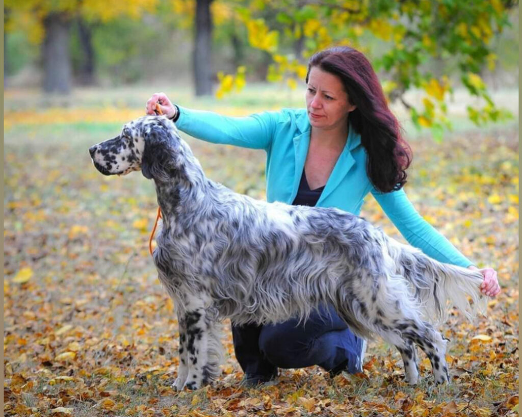 Show English Setter – Dogs Jelena Dog Shows