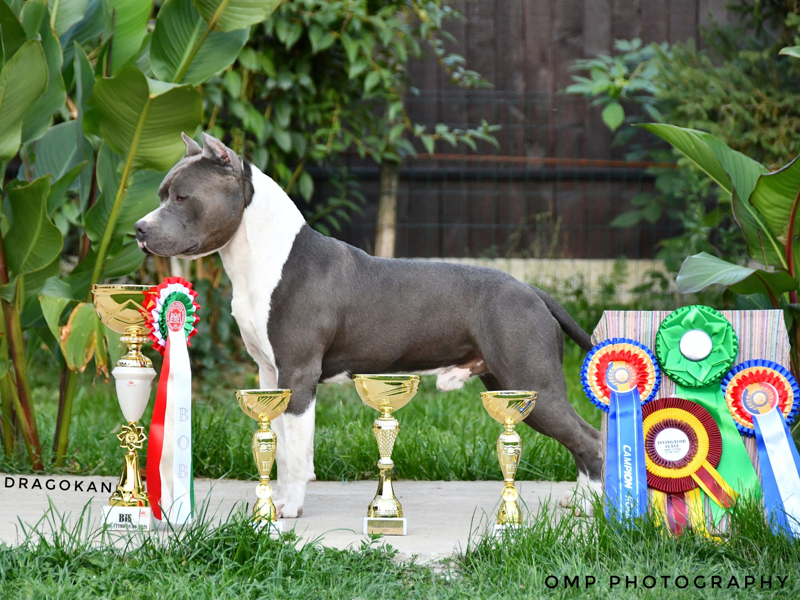 Pure breed registered American Staffordshire Terrier puppies – Dogs ...