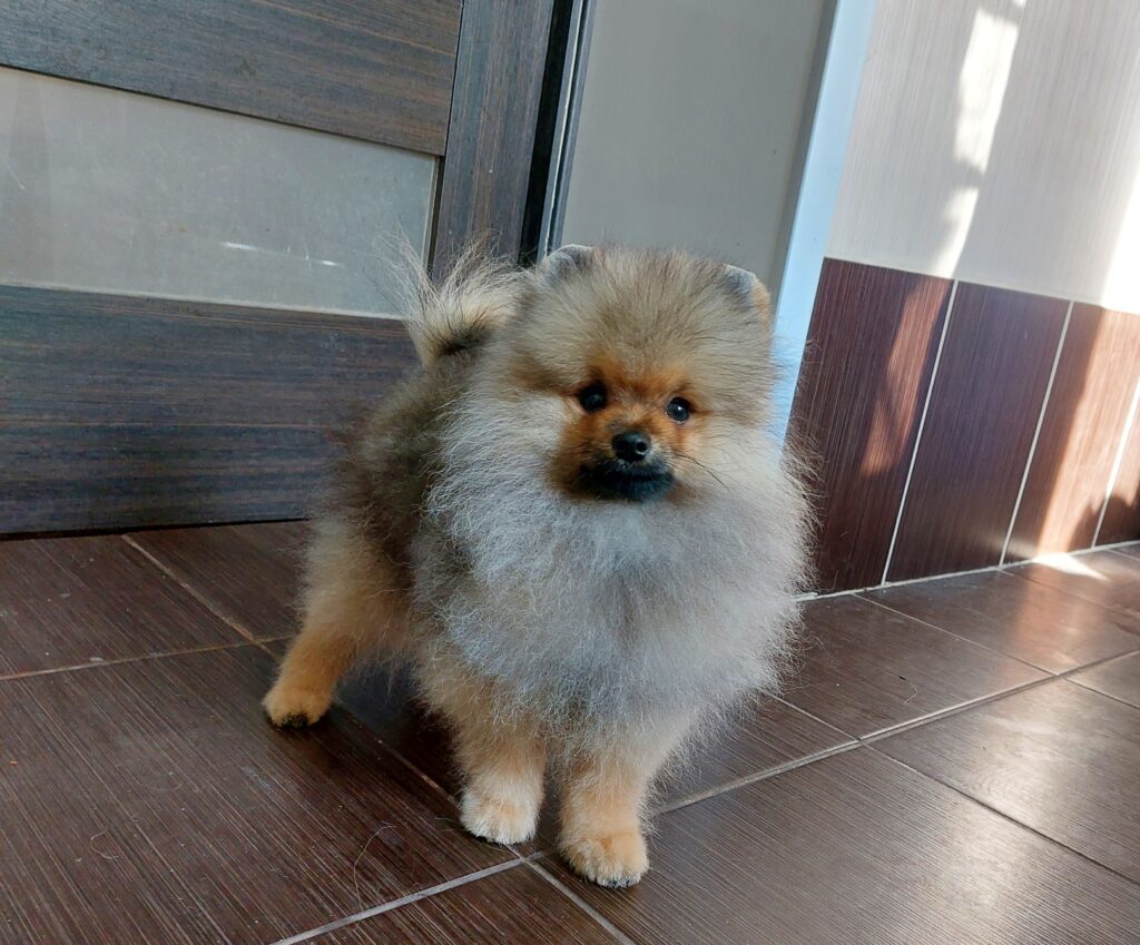 Male miniature spitz Pomeranian – Dogs Jelena Dog Shows