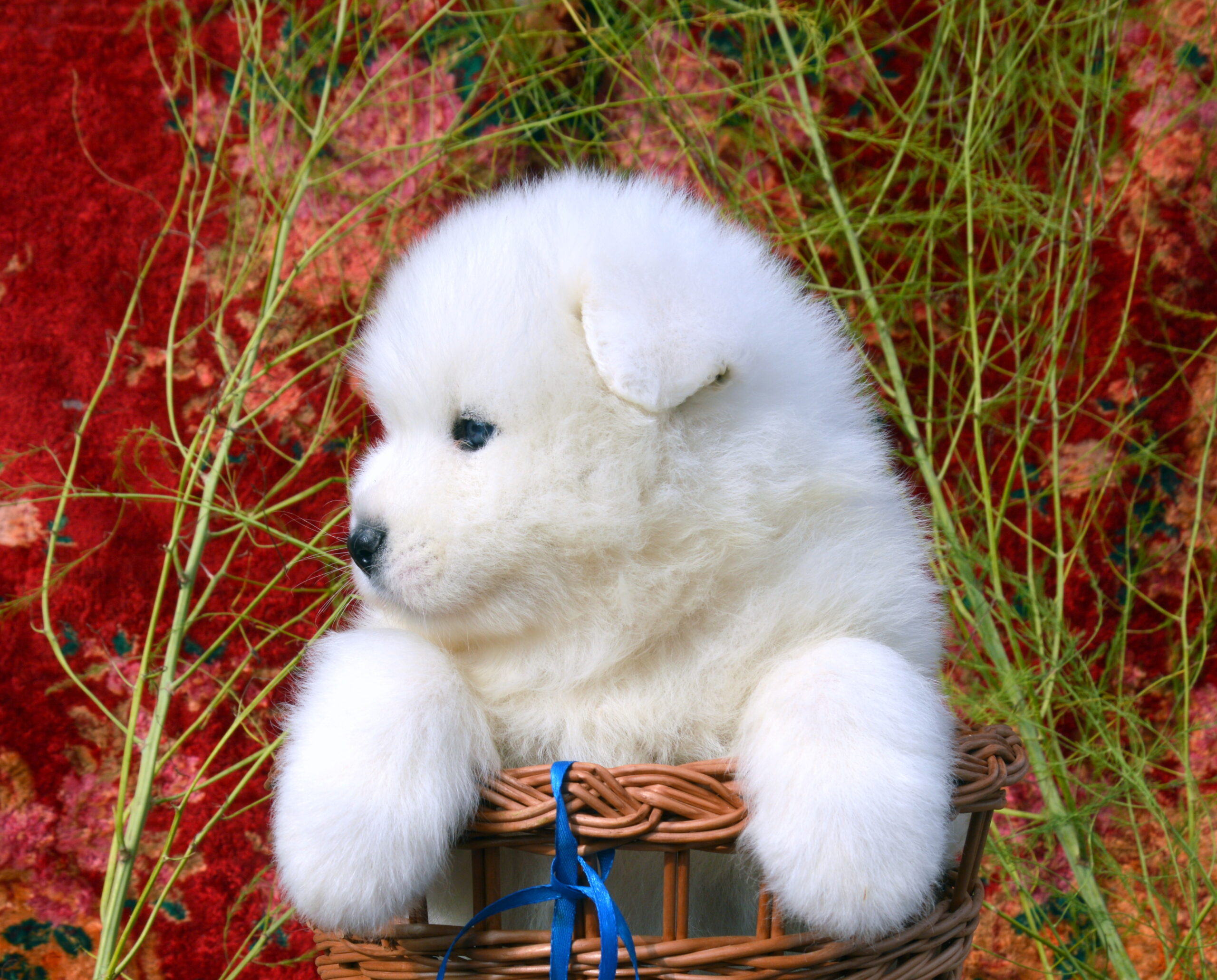 SAMOYED PUPPIES – Dogs Jelena Dog Shows