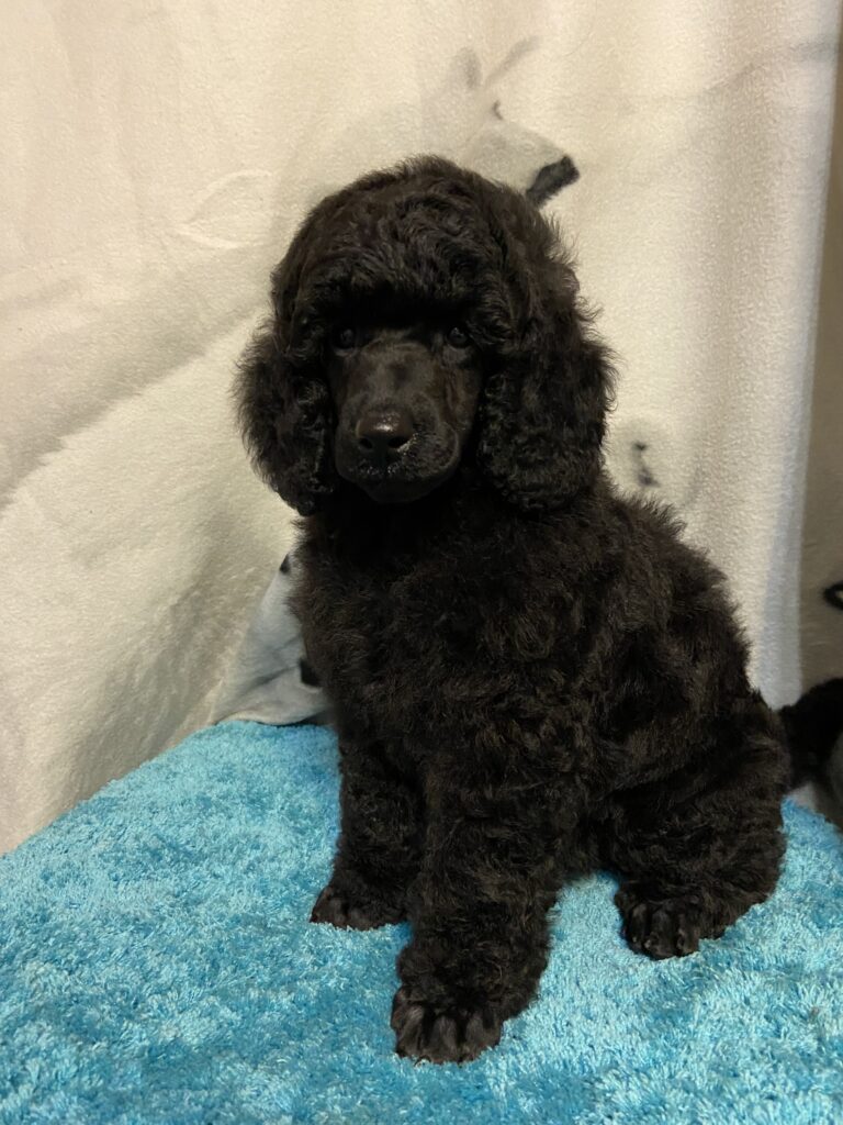 Medium poodle – Dogs Jelena Dog Shows