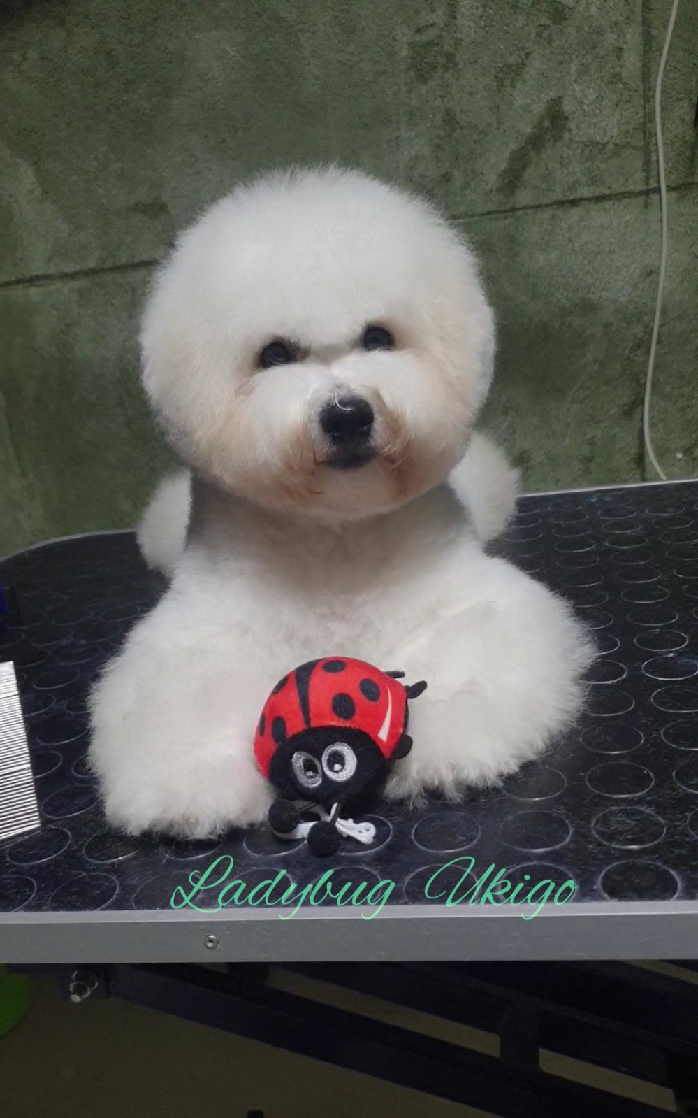 Bichon frise puppies – Dogs Jelena Dog Shows