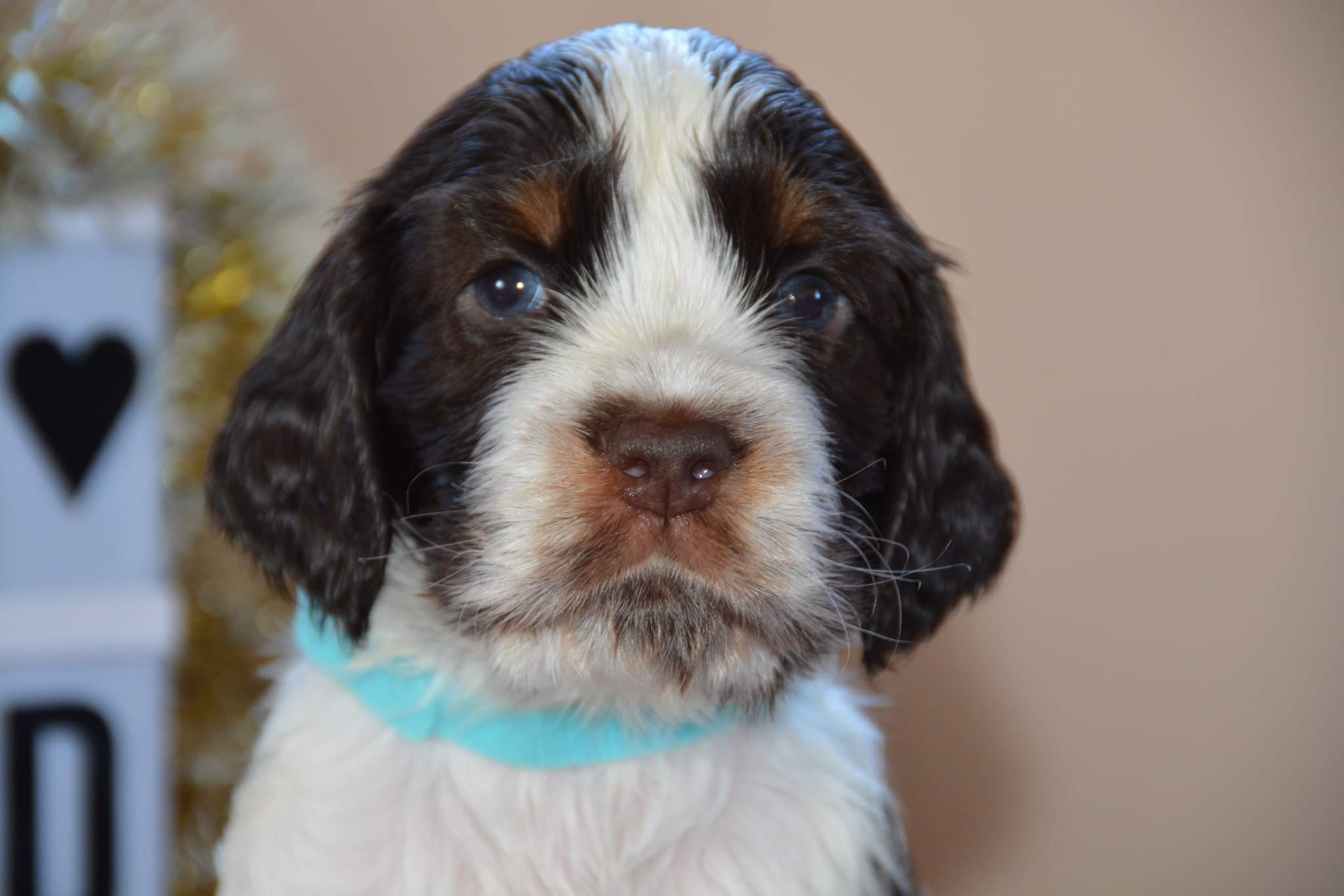 English Springer spaniel with pedigree – Dogs Jelena Dog Shows