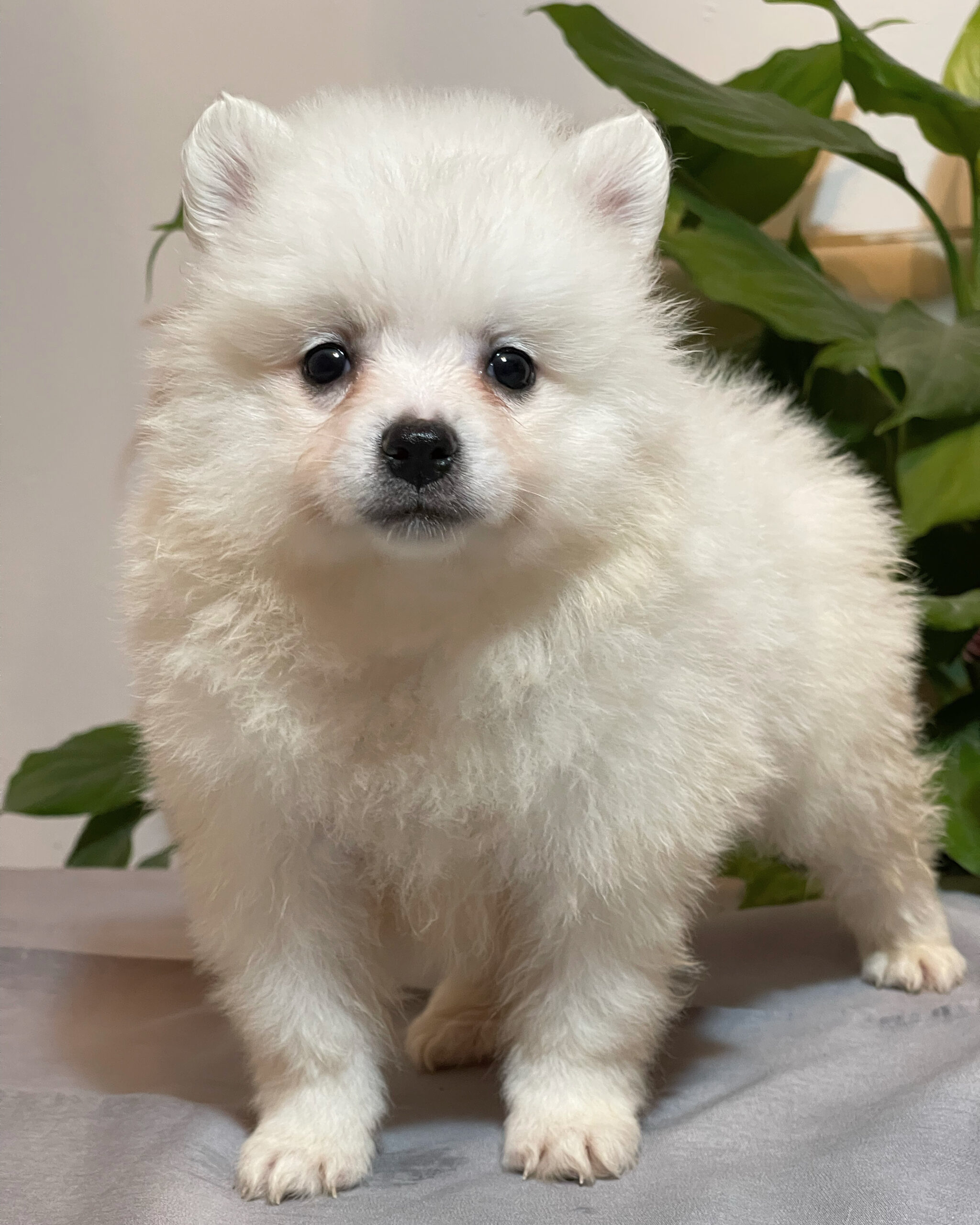 German Spitz – Dogs Jelena Dog Shows