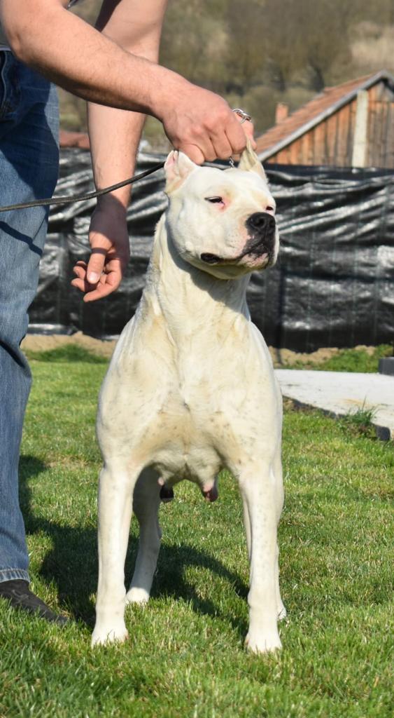 Ch Romania Maya Dogo Argentino – Dogs Jelena Dog Shows