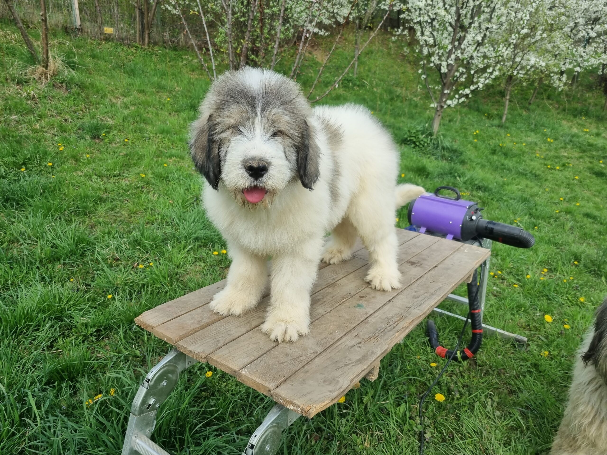 Romanian Mioritic Shepherd – Dogs Jelena Dog Shows