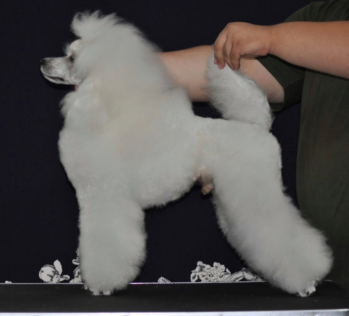 Male white medium poodle – Dogs Jelena Dog Shows