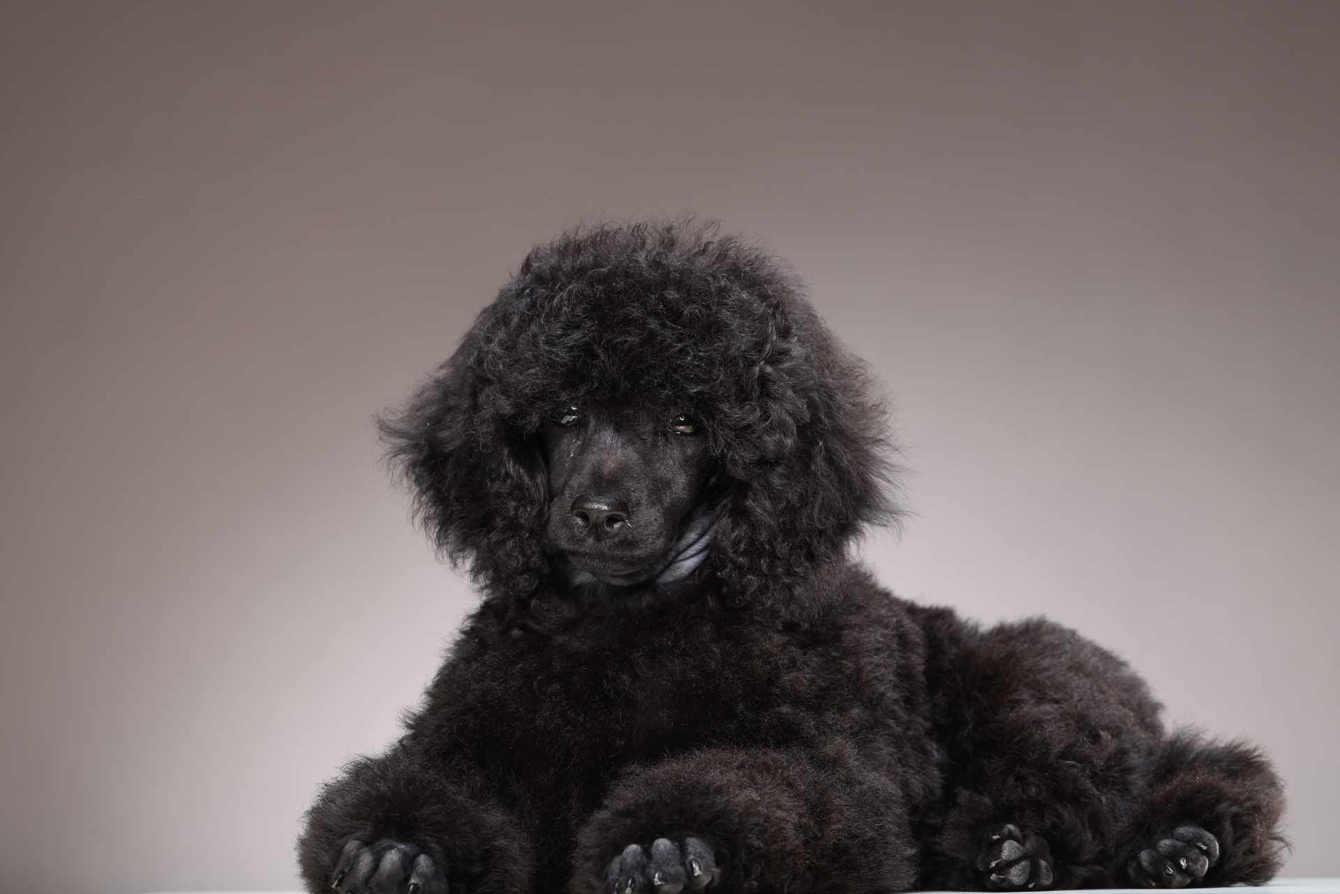 Toy/dwarf poodle – Dogs Jelena Dog Shows