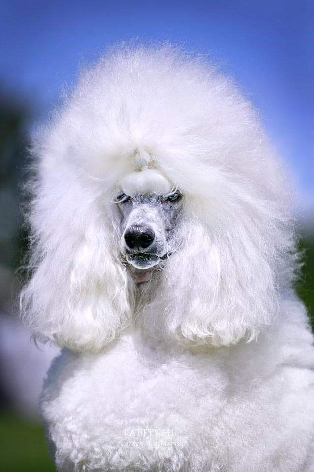White Standard Poodle – Dogs Jelena Dog Shows