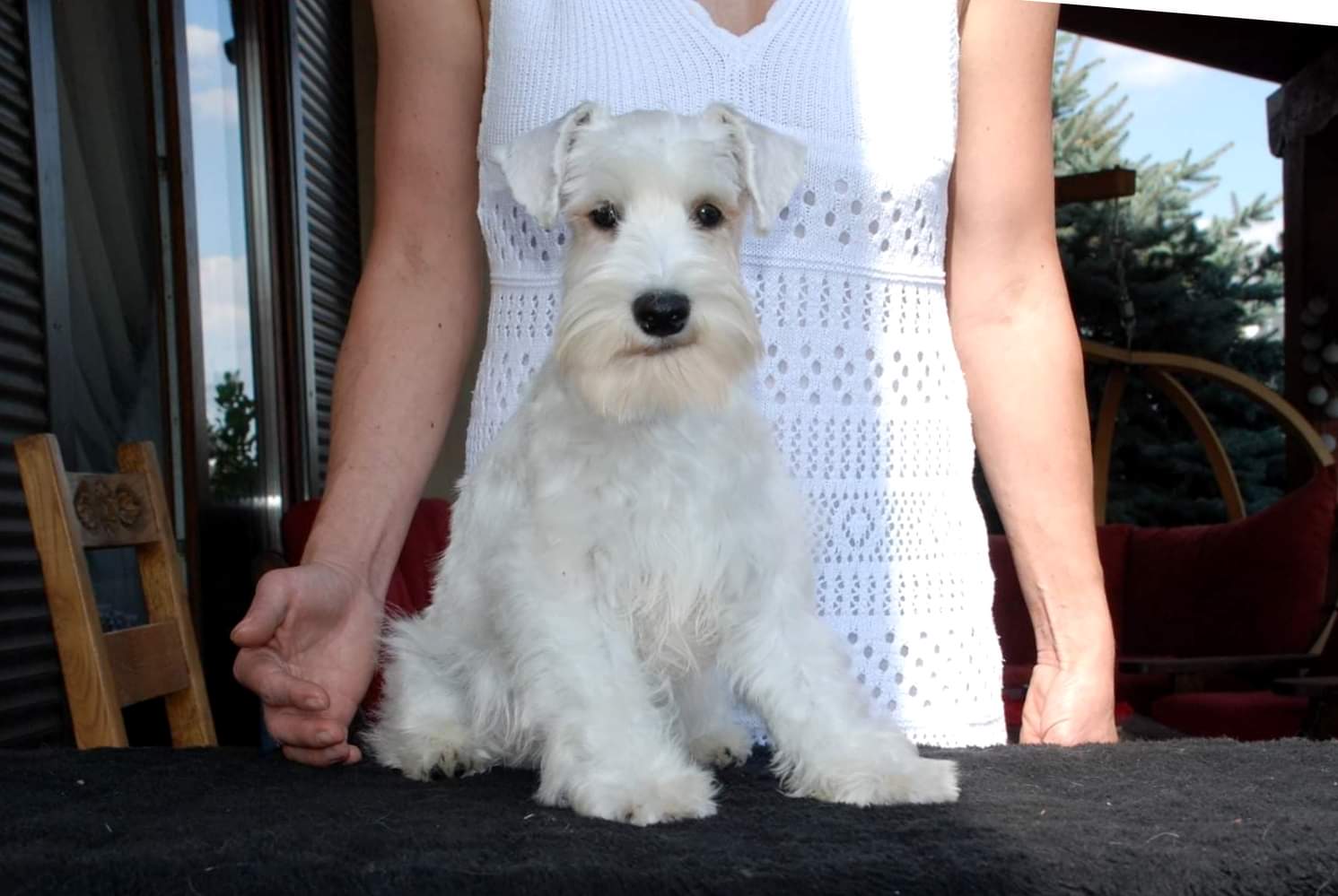 Schnauzer miniature – Dogs Jelena Dog Shows