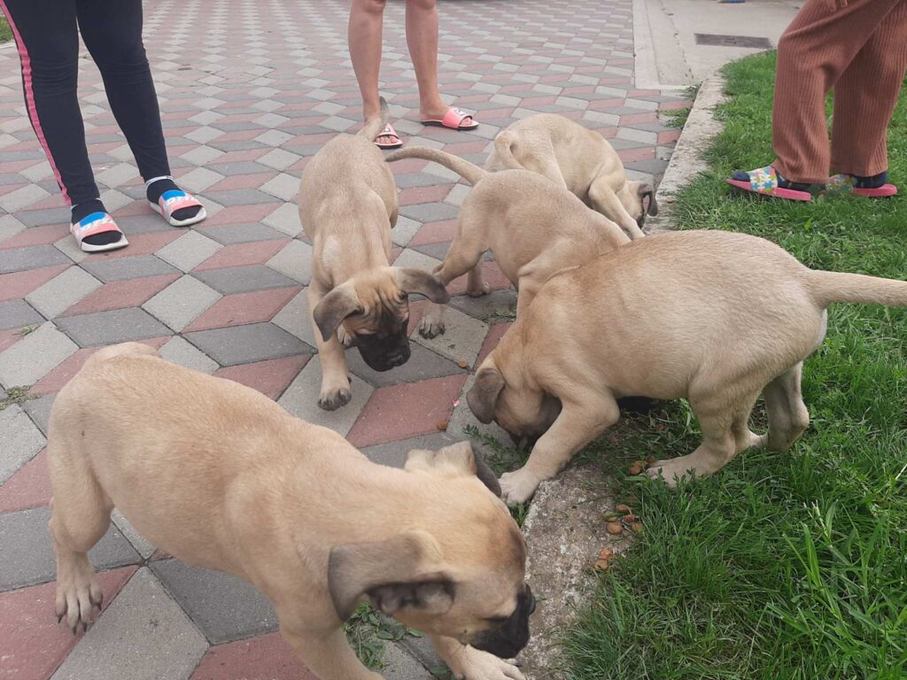 Champs babys BULLMASTIFF – Dogs Jelena Dog Shows