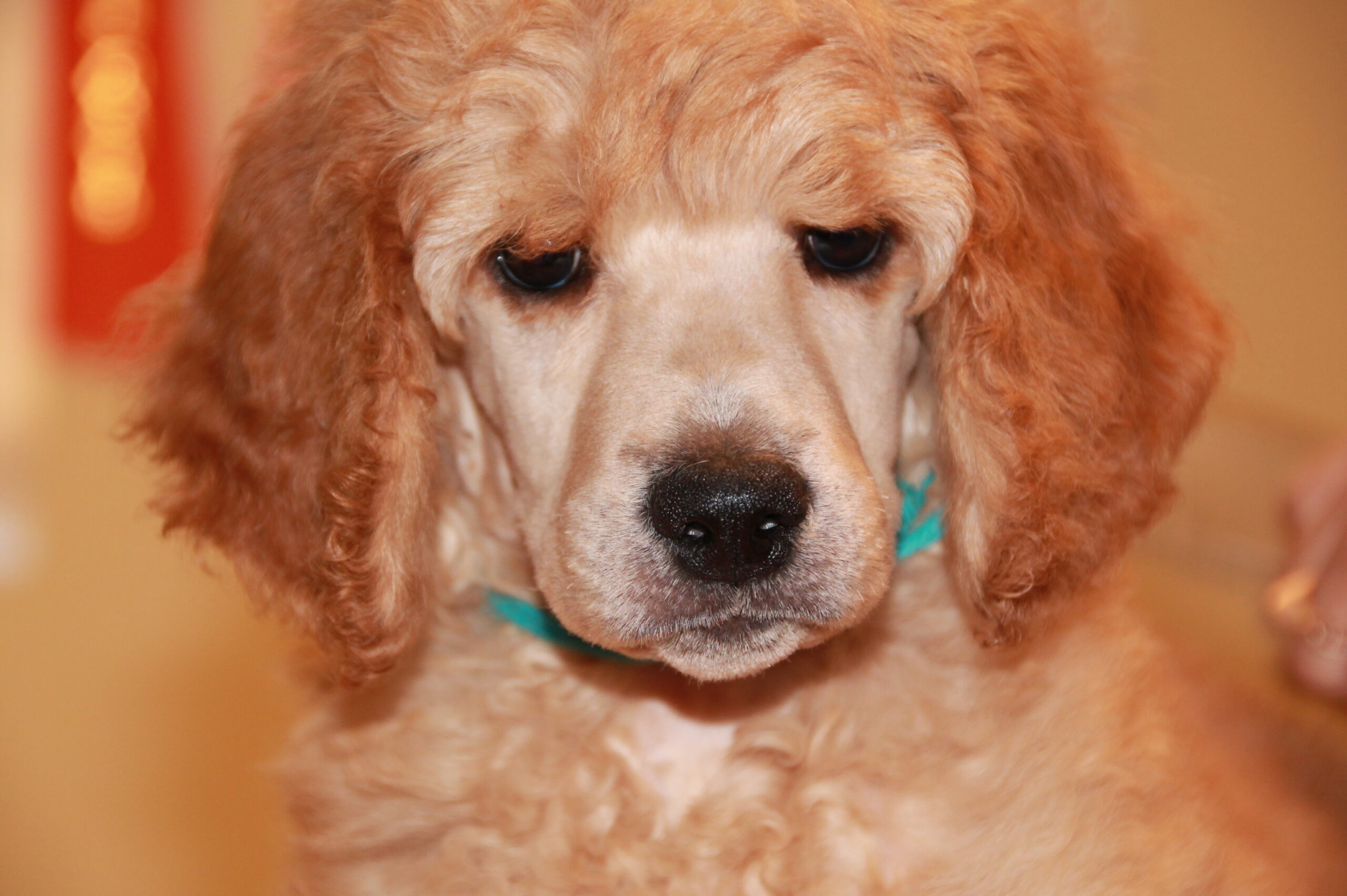 Standard poodle male puppy – Dogs Jelena Dog Shows