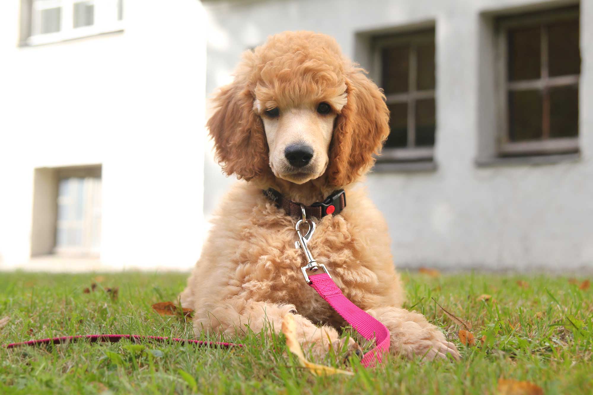 Standard poodle puppy-boy – Dogs Jelena Dog Shows