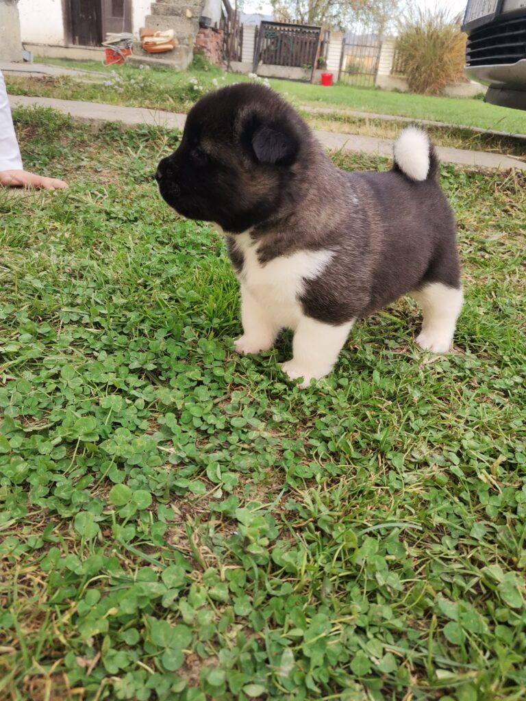Baby for sale American Akita – Dogs Jelena Dog Shows