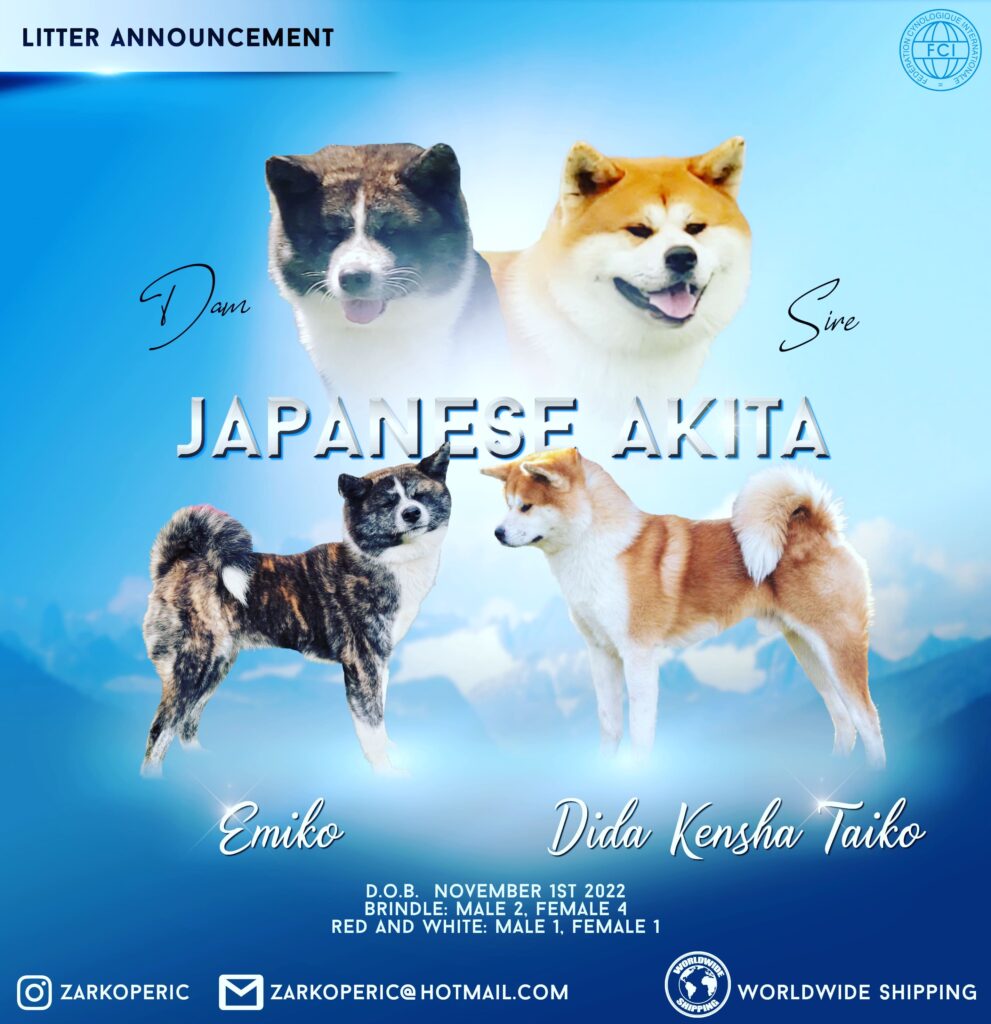 Akita inu puppies – Dogs Jelena Dog Shows