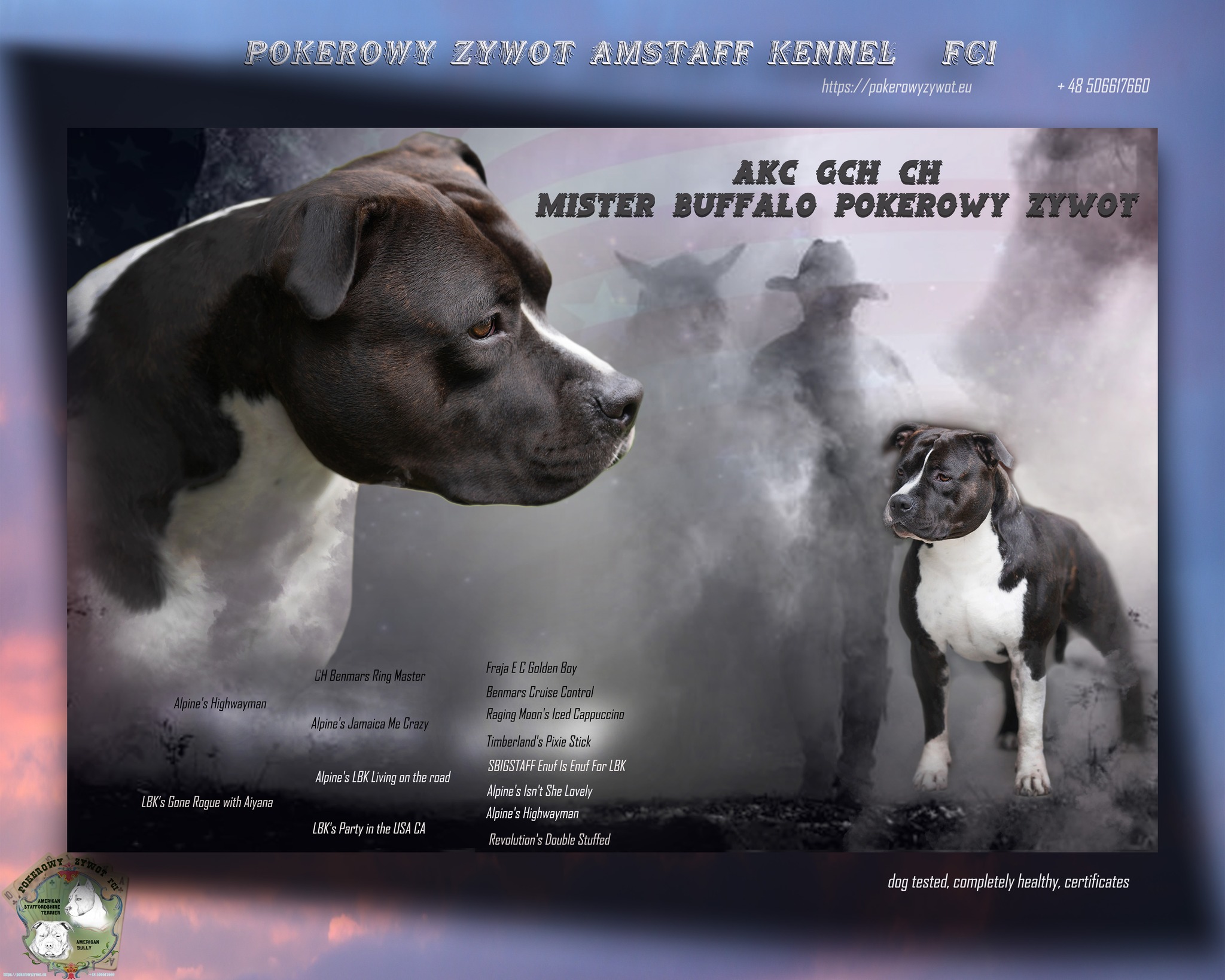 Stud Dog AMERICAN STAFFORDSHIRE TERRIER – Dogs Jelena Dog Shows