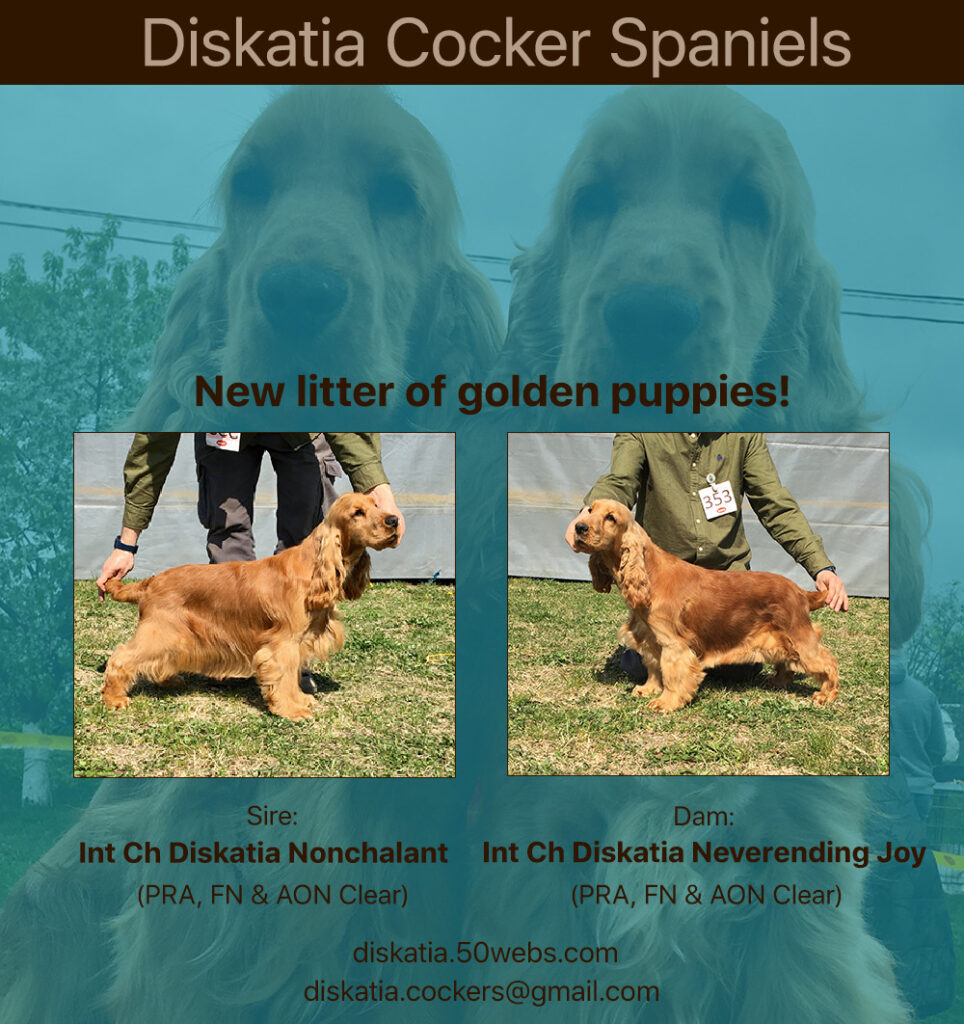English Cocker Spaniel puppies – Dogs Jelena Dog Shows