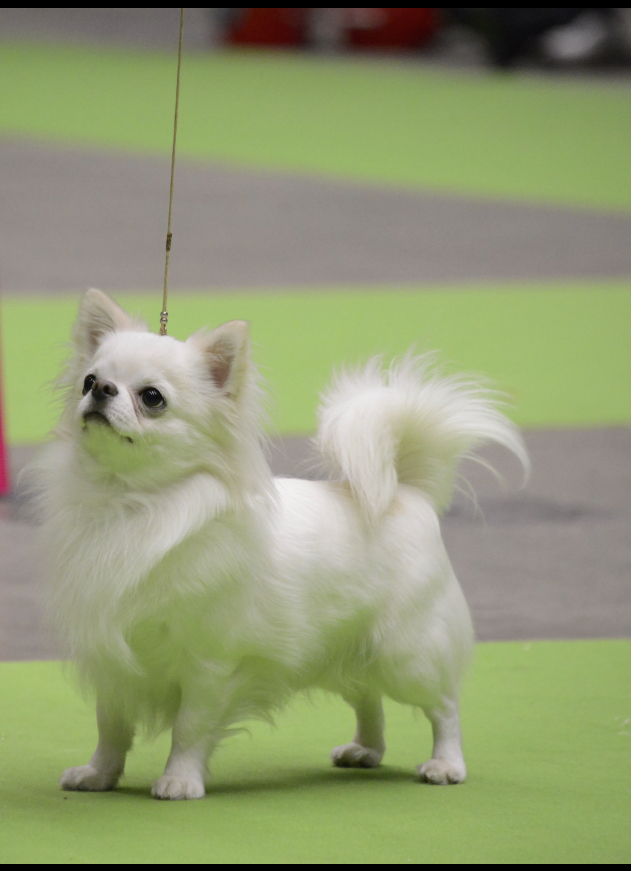 Chihuahua – Dogs Jelena Dog Shows