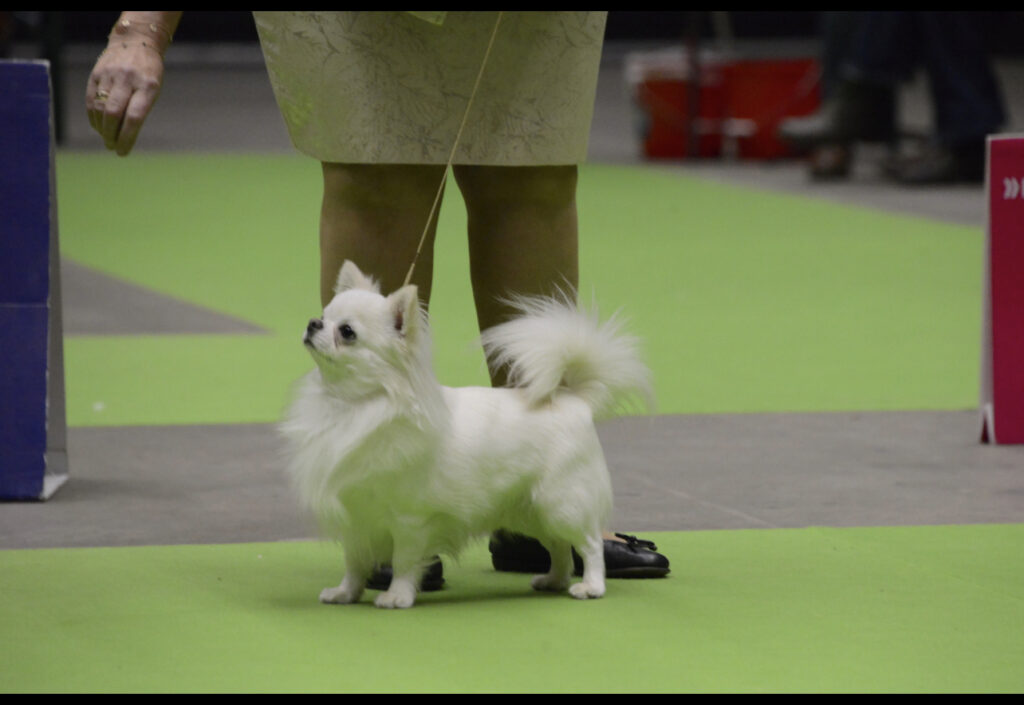 Chihuahua – Dogs Jelena Dog Shows