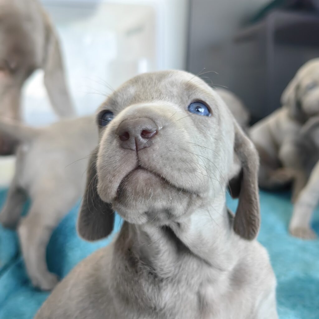 Weimaraner puppies – Vajmarski ptičari štenci – Dogs Jelena Dog Shows