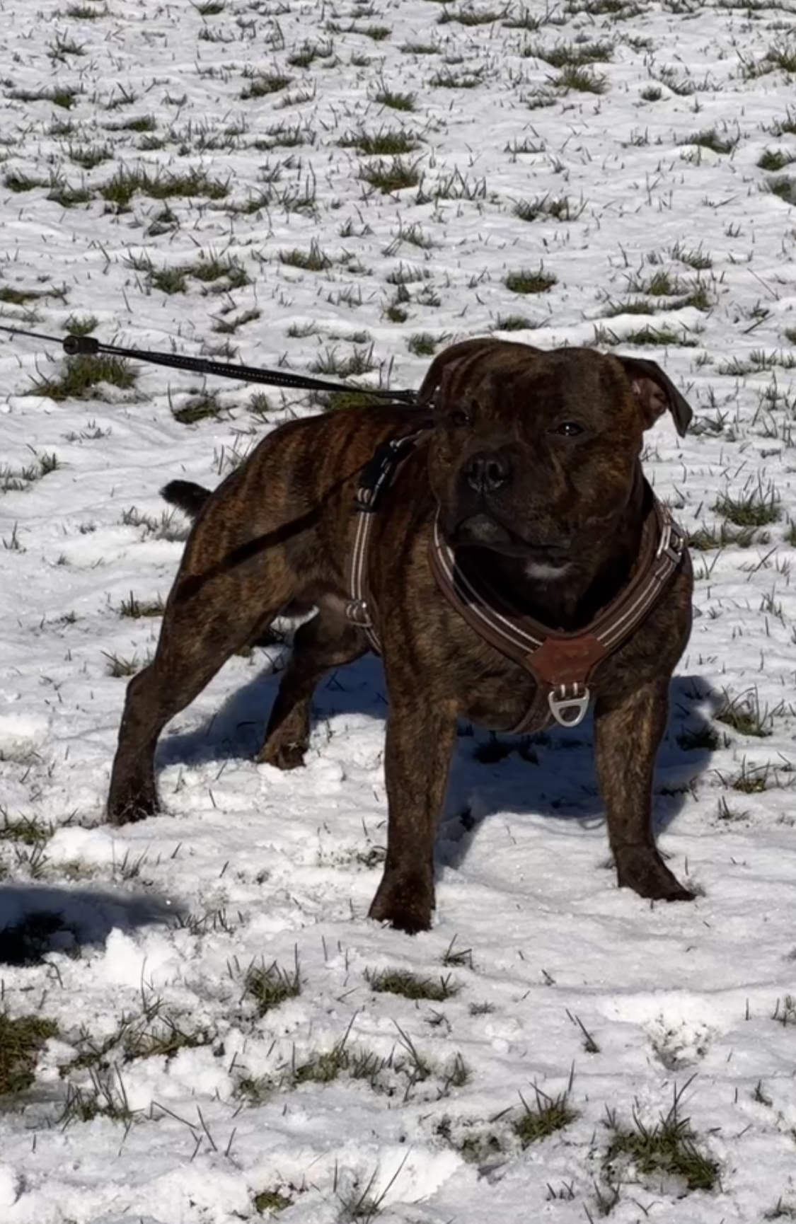 Flor de Cerezo Magneto – Louis – Dogs Jelena Dog Shows