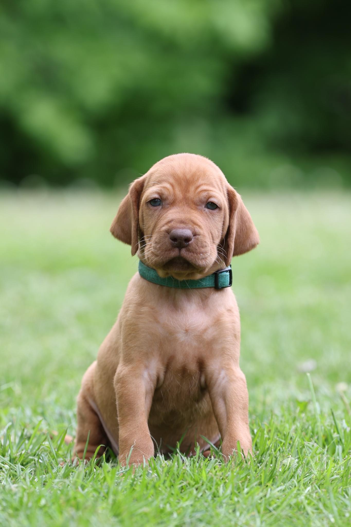 Available hungarian shorthaired vizsla male puppy! – Dogs Jelena Dog Shows
