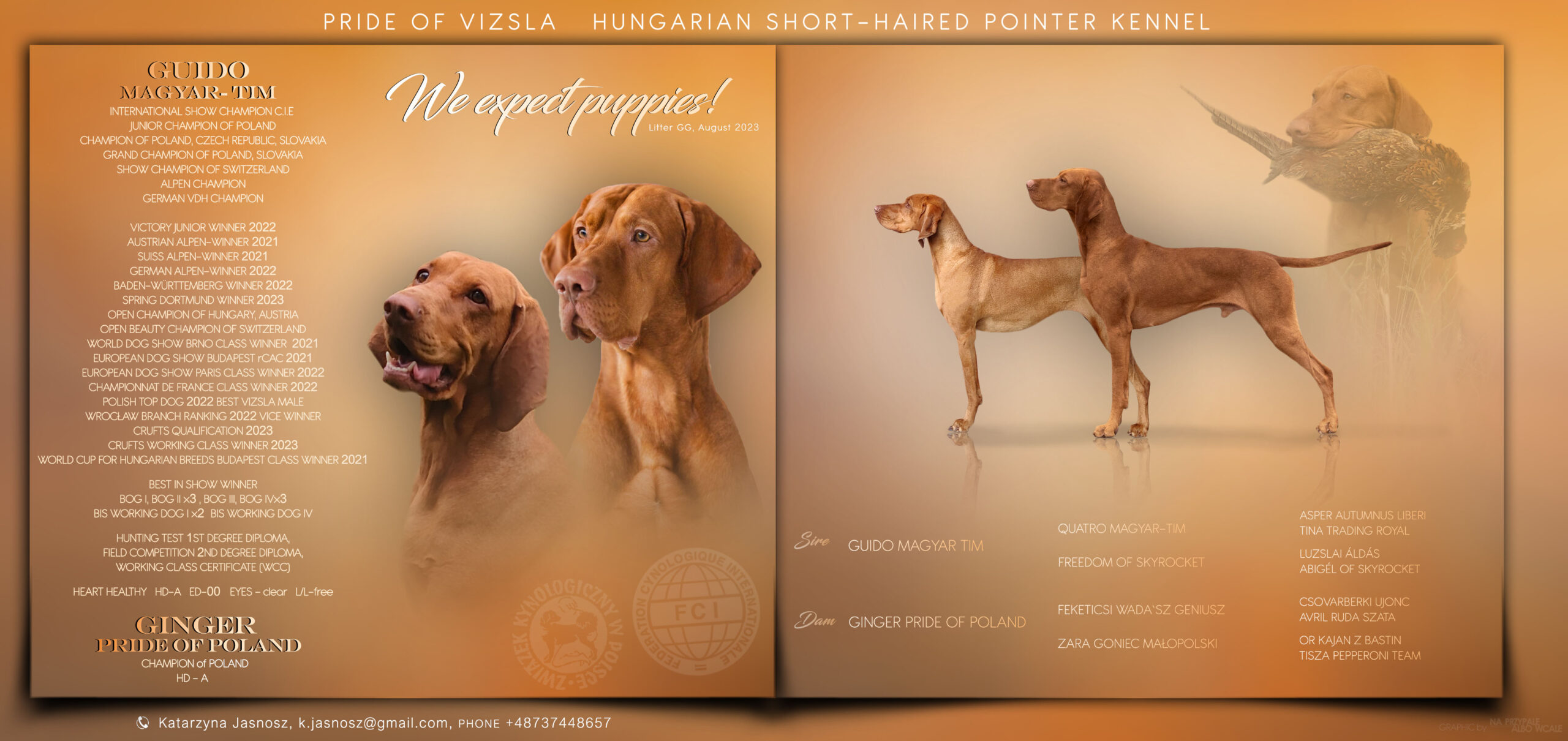 Hungarian Shorthaired Pointer (Magyar Vizsla) – Dogs Jelena Dog Shows