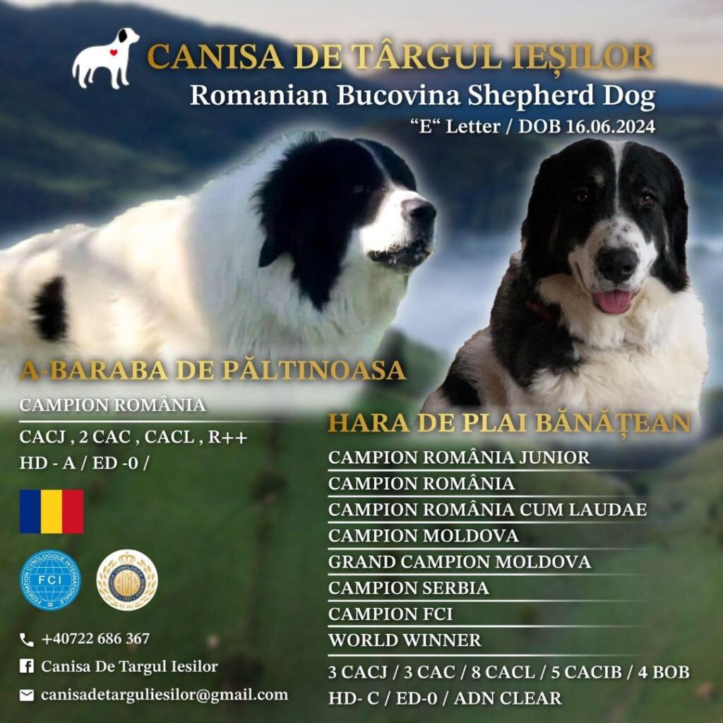 Romanian Bucovina Shepherd Dog (Ciobanesc Romanesc de Bucovina ) – Dogs ...