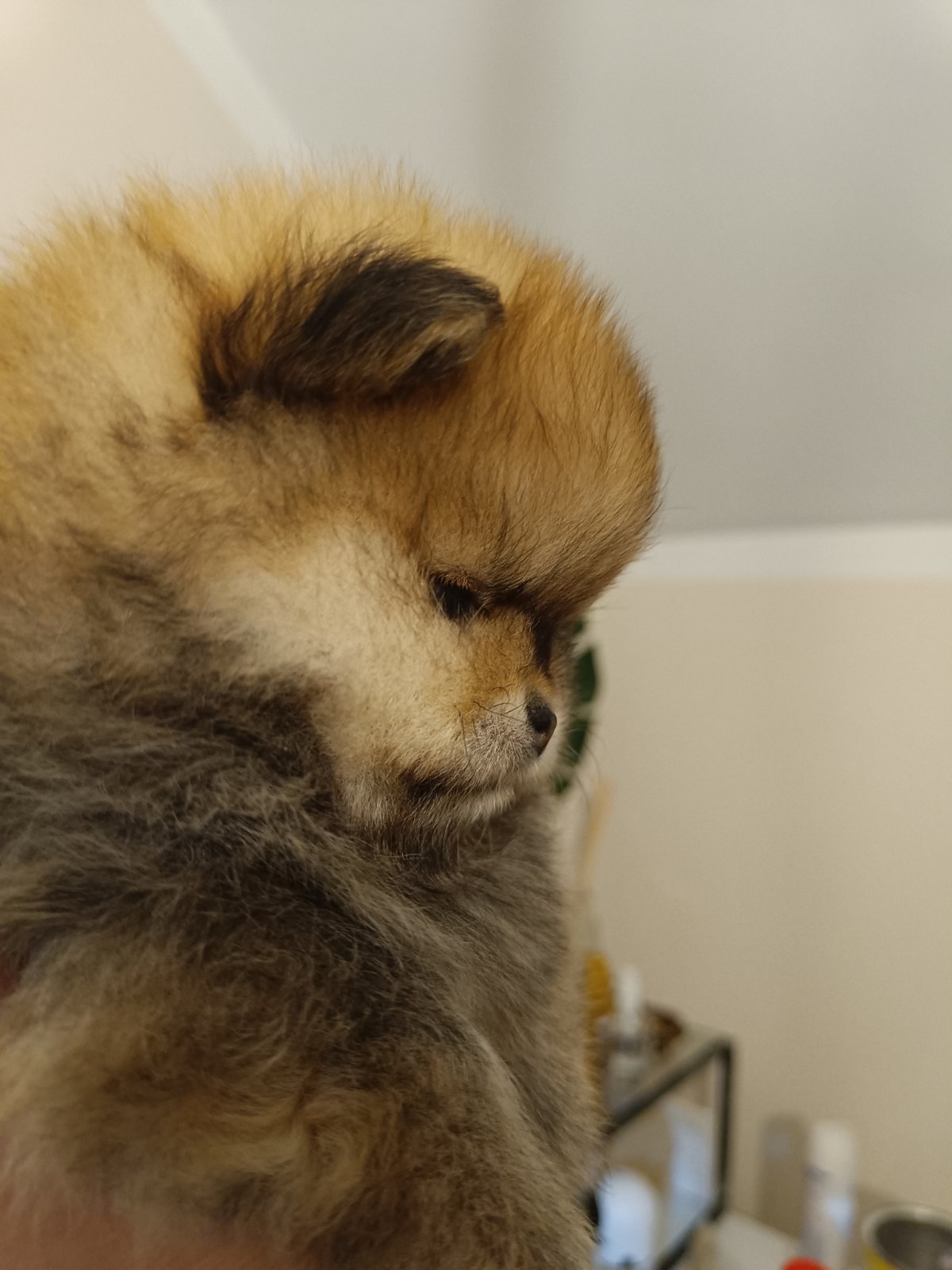 Top litter of purebred miniature pomeranians, so-called boo bears ...