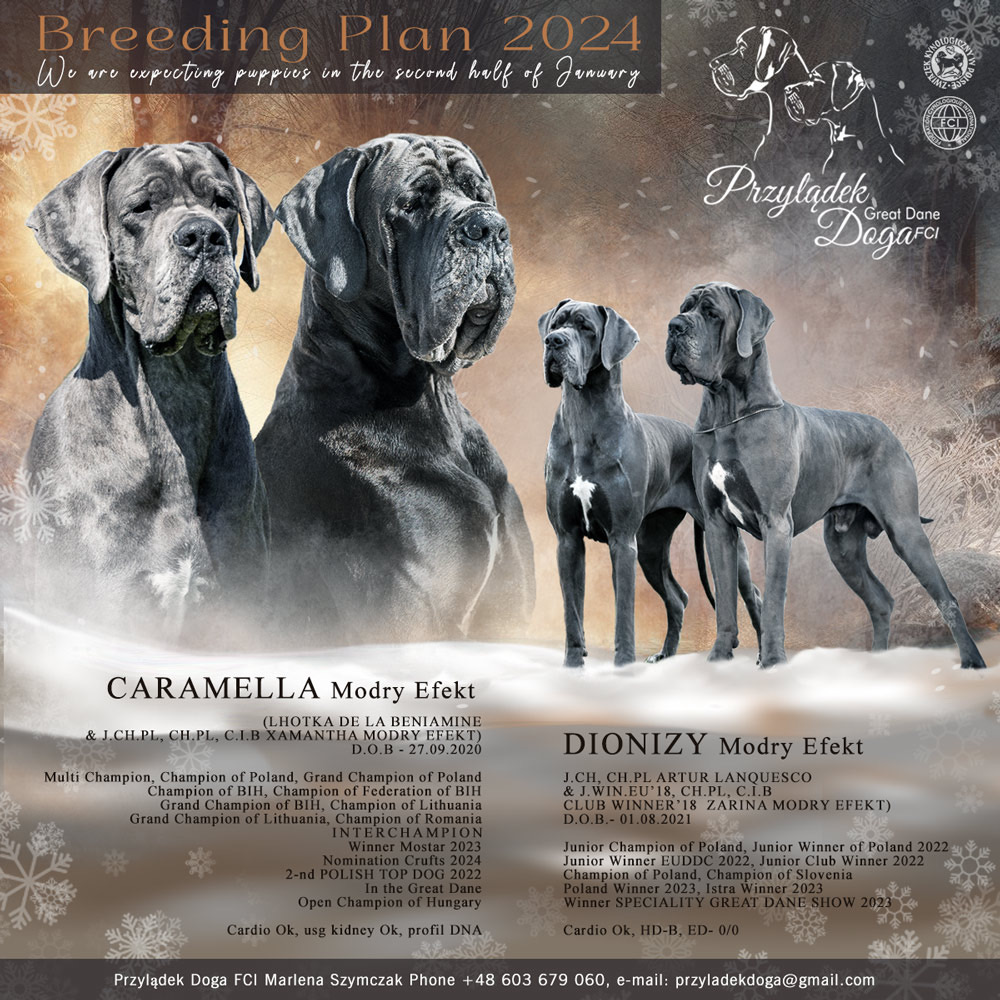 Great Danes puppies – Dogs Jelena Dog Shows