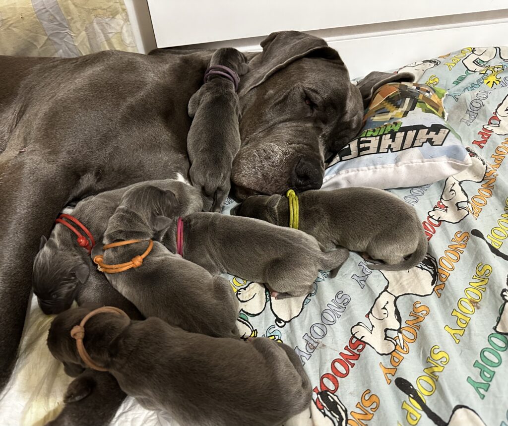 Great Danes puppies – Dogs Jelena Dog Shows