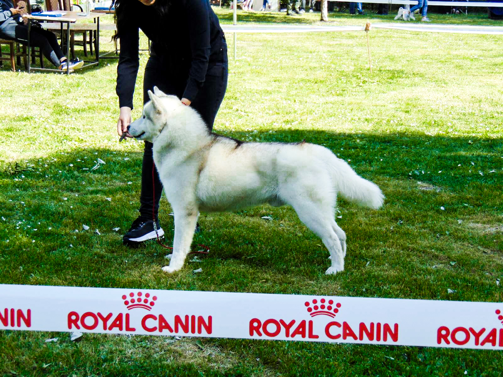 Siberian husky male open for stud – Dogs Jelena Dog Shows