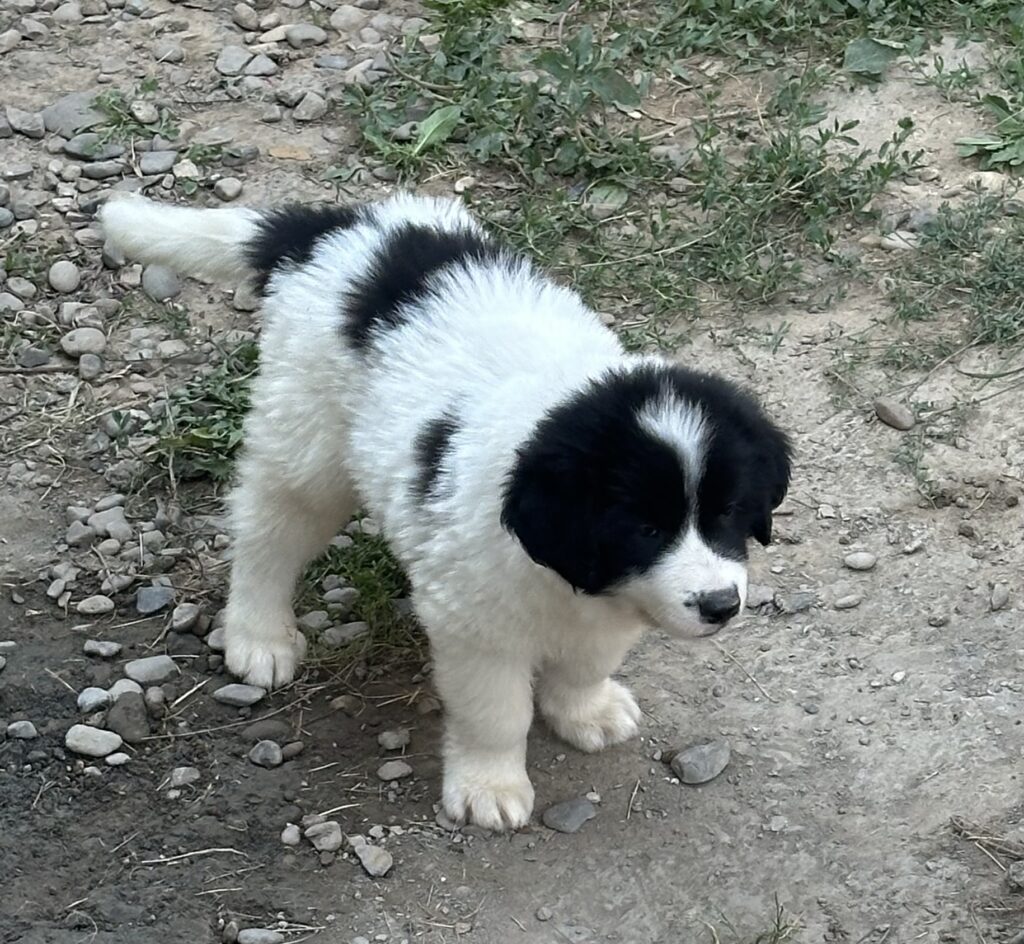 Romanian Bucovina Shepherd Dog (Ciobanesc Romanesc de Bucovina ) – Dogs ...